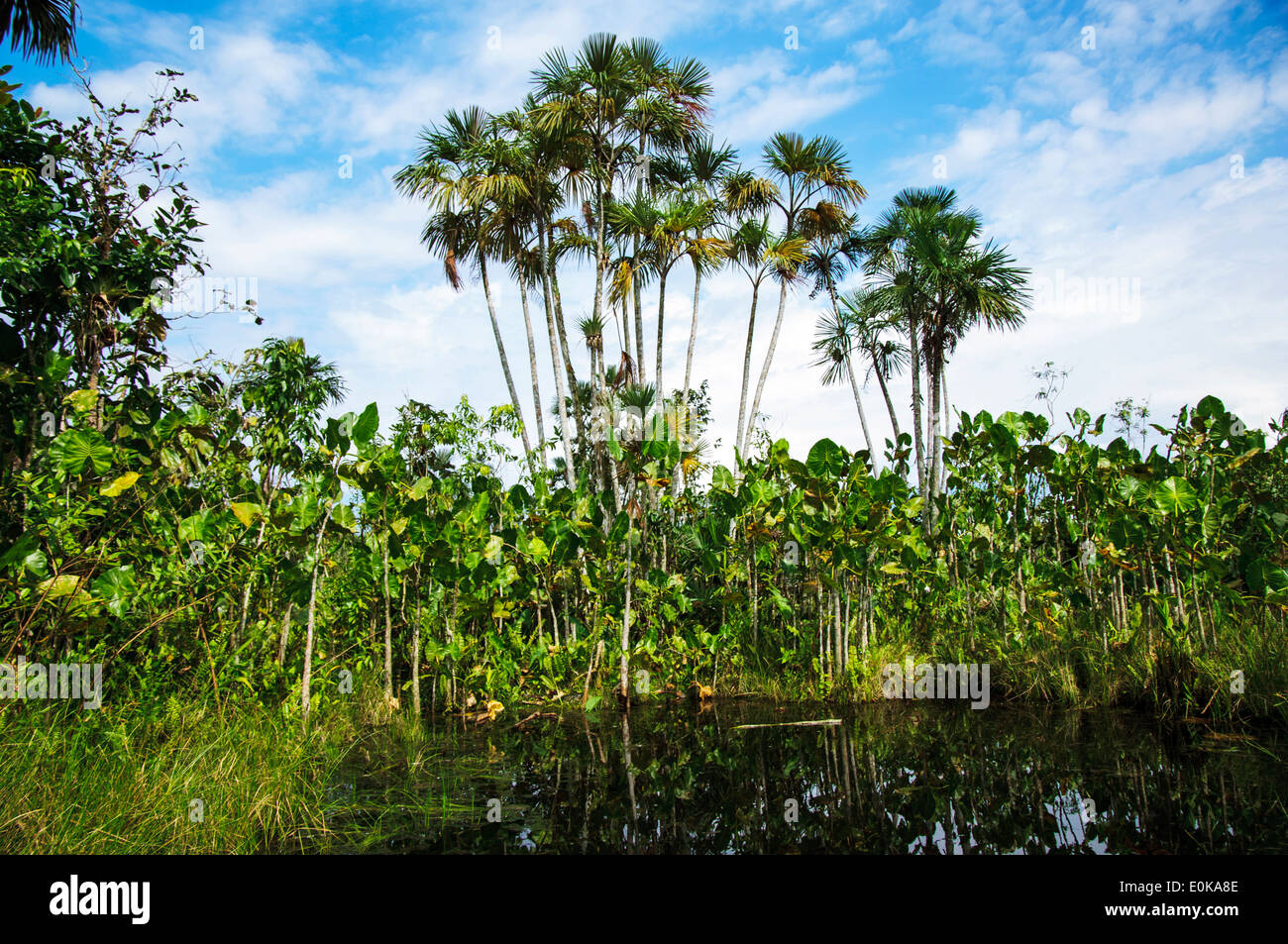 Breve historia del paisaje amazónico – amazonia venezuela | XAKY