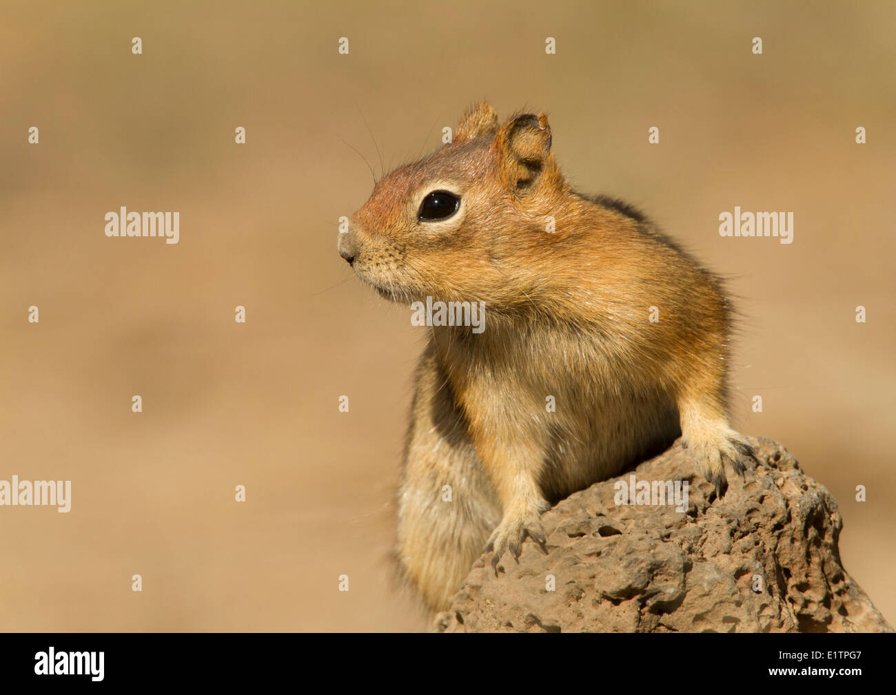 Ardilla De Tierra De Manto Dorado En Cascada