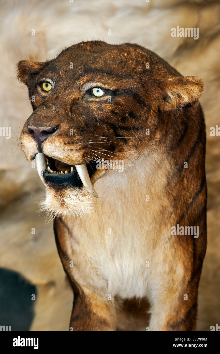 Smilodon Extinto Tigre Dientes De Sable En Prehisto Parc Parque