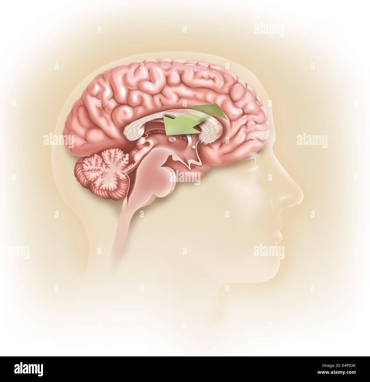 Diagrama De Disección De Cerebro De Rata