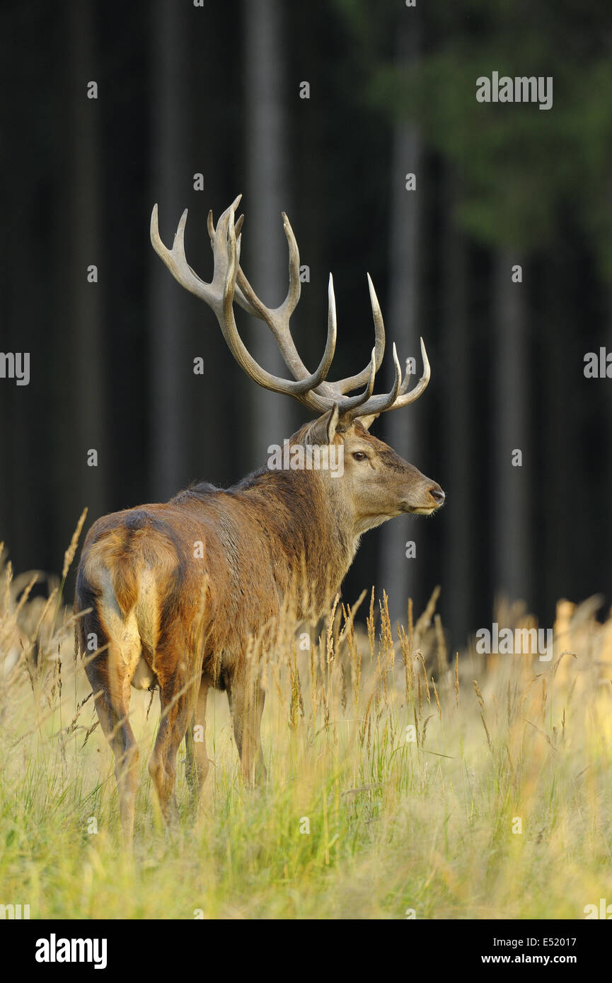 Cervus cervus elaphus fotografías e imágenes de alta resolución - Alamy