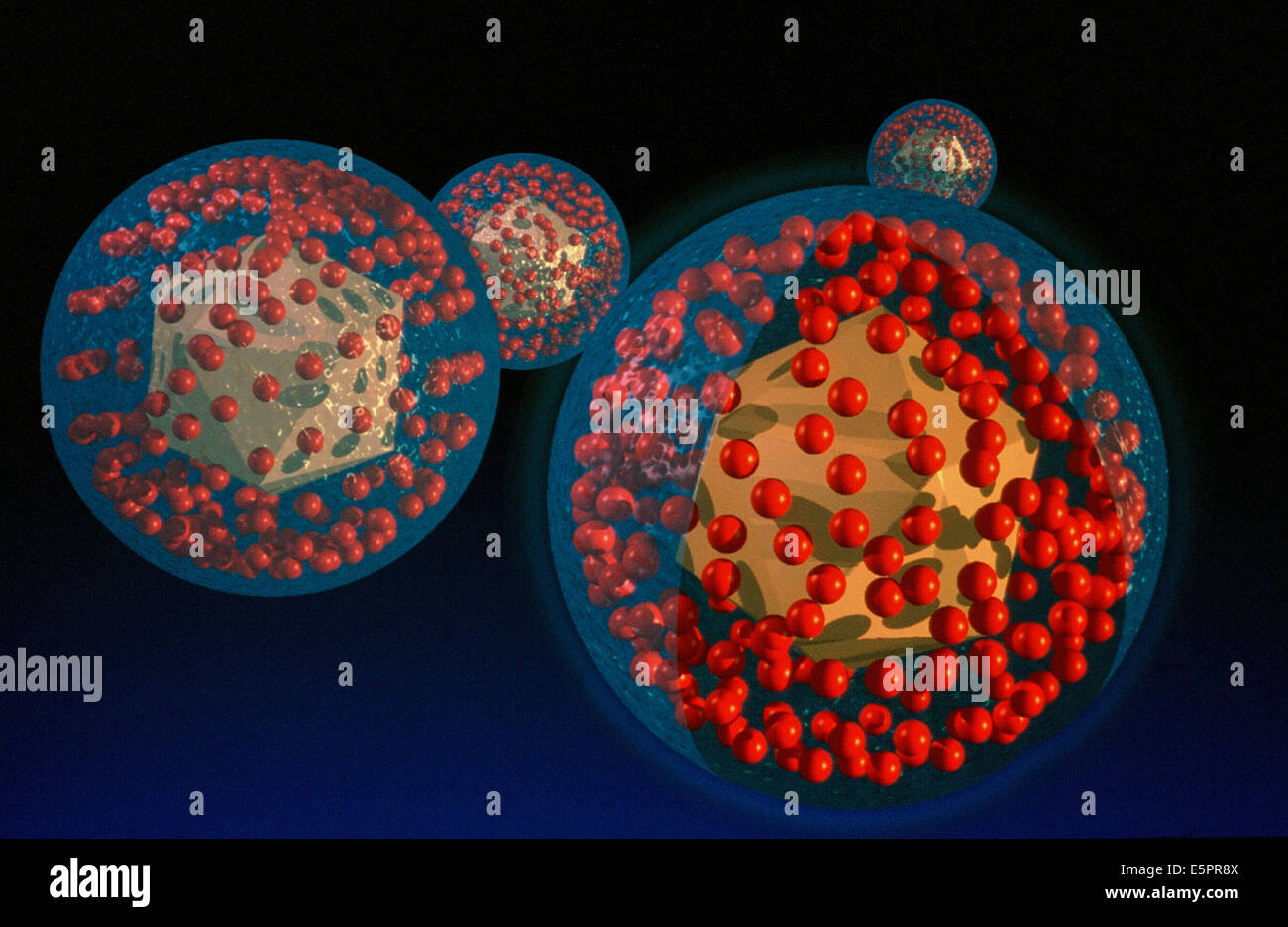 Virus De Herpes Dibujo Fotografías E Imágenes De Alta Resolución Alamy