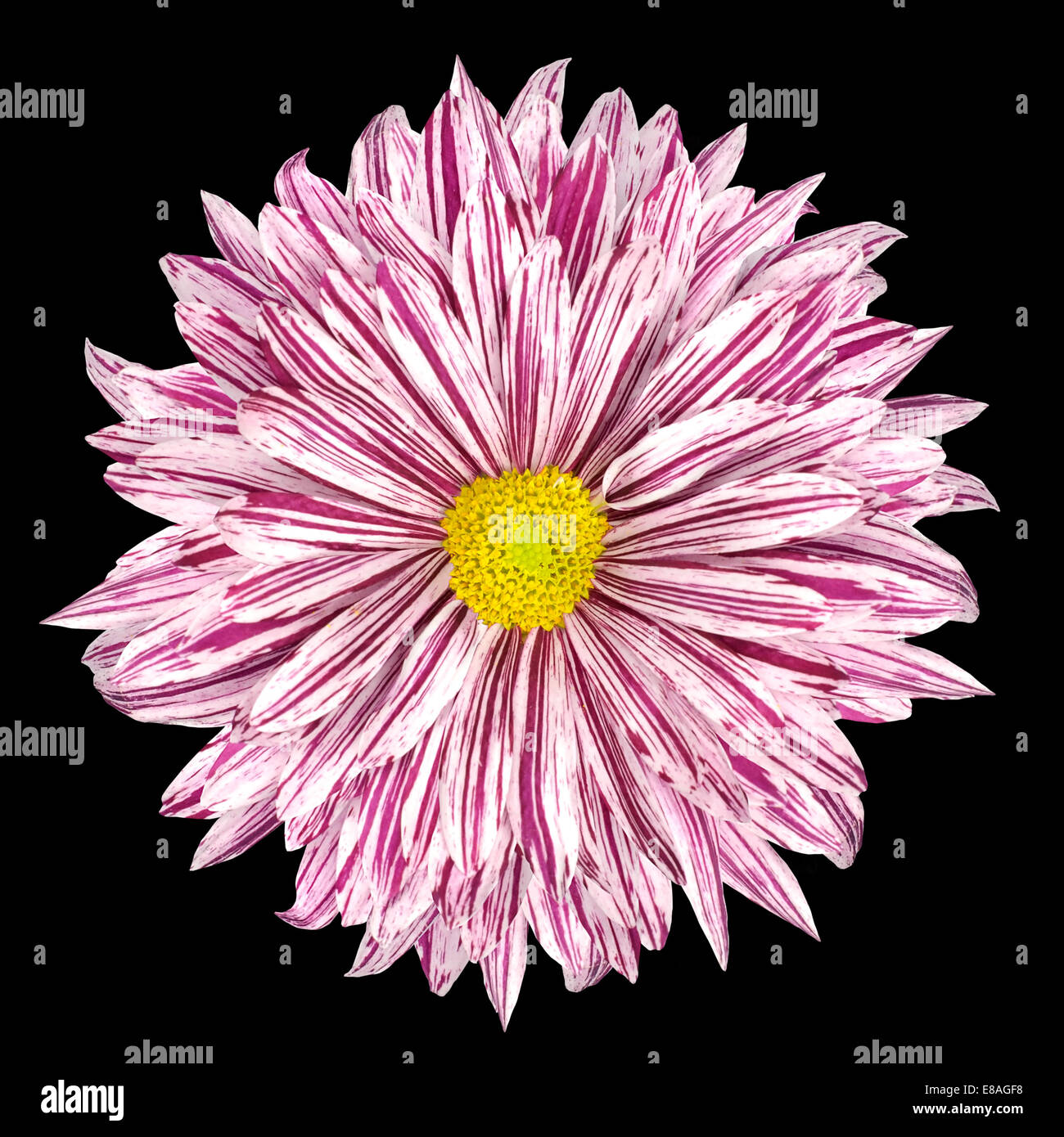 Flor De Crisantemo Morado