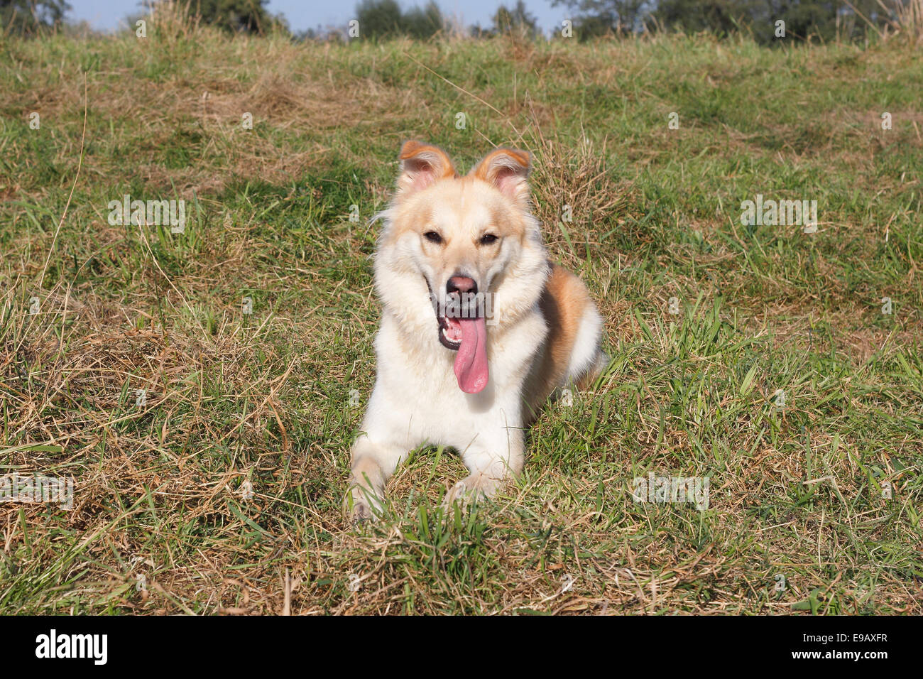 Se Puede Afeitar Una Mezcla De Labrador Border Collie