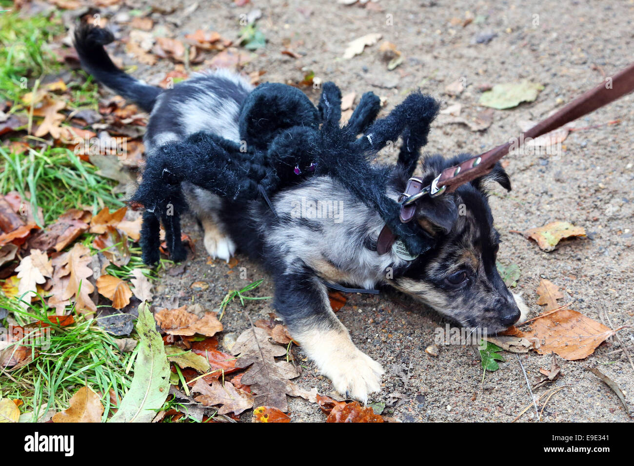 Se Puede Electrocutar Un Perro Al Masticar Un Cable