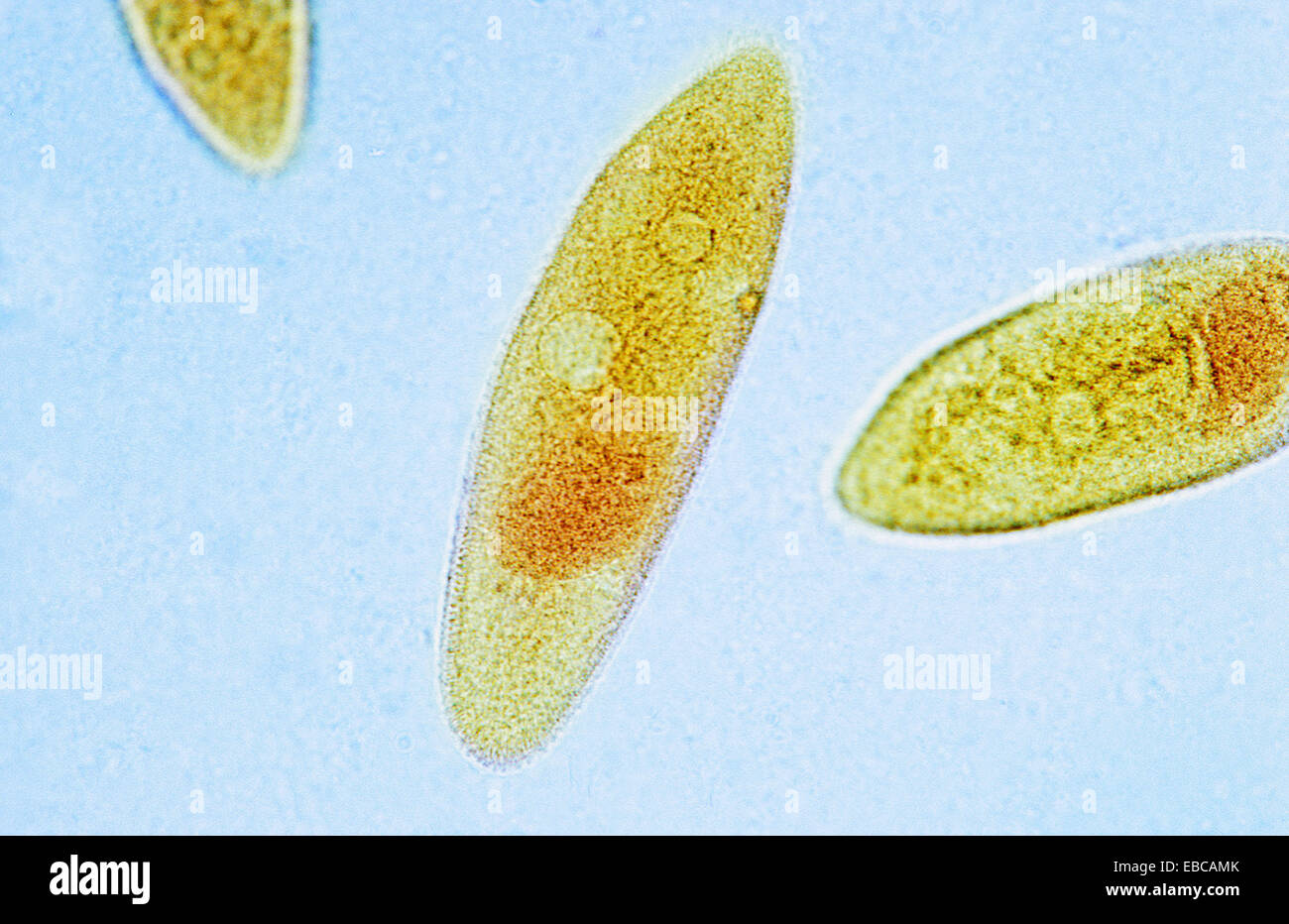 Protozoos Bajo Microscopio Etiquetados