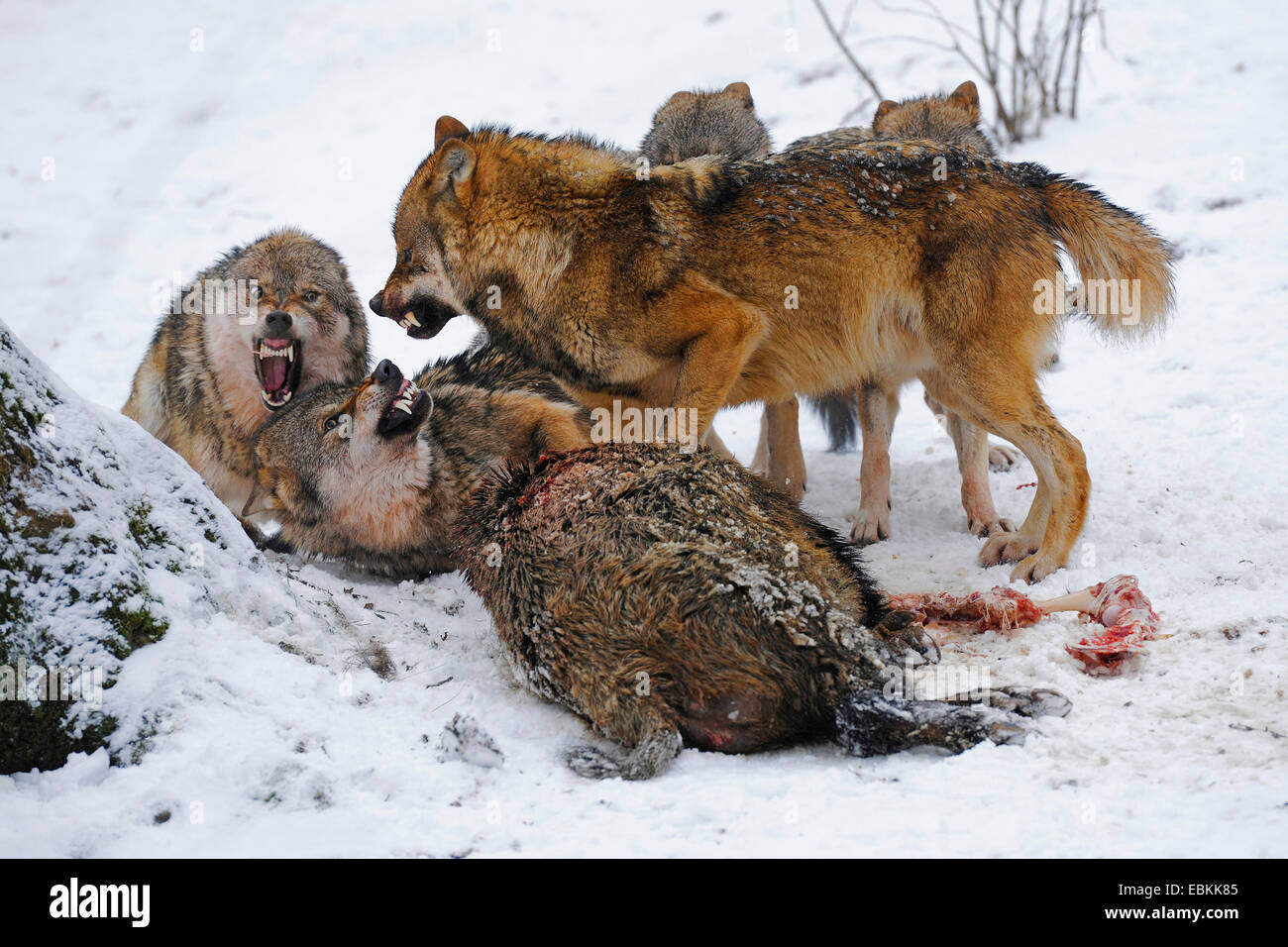 Lobos Grises Peleando