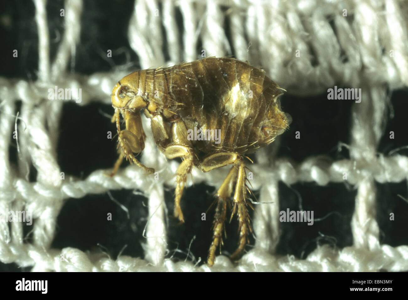 Pulex Irritans: La Pulga Que Habita En El Cuerpo Humano – IIOMI