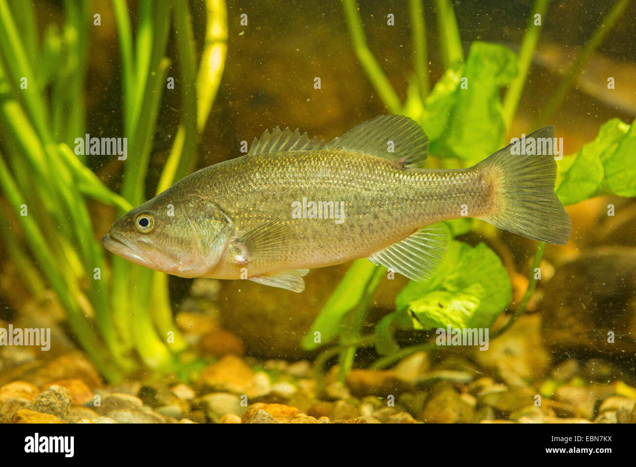 Acuario De Lobina Negra