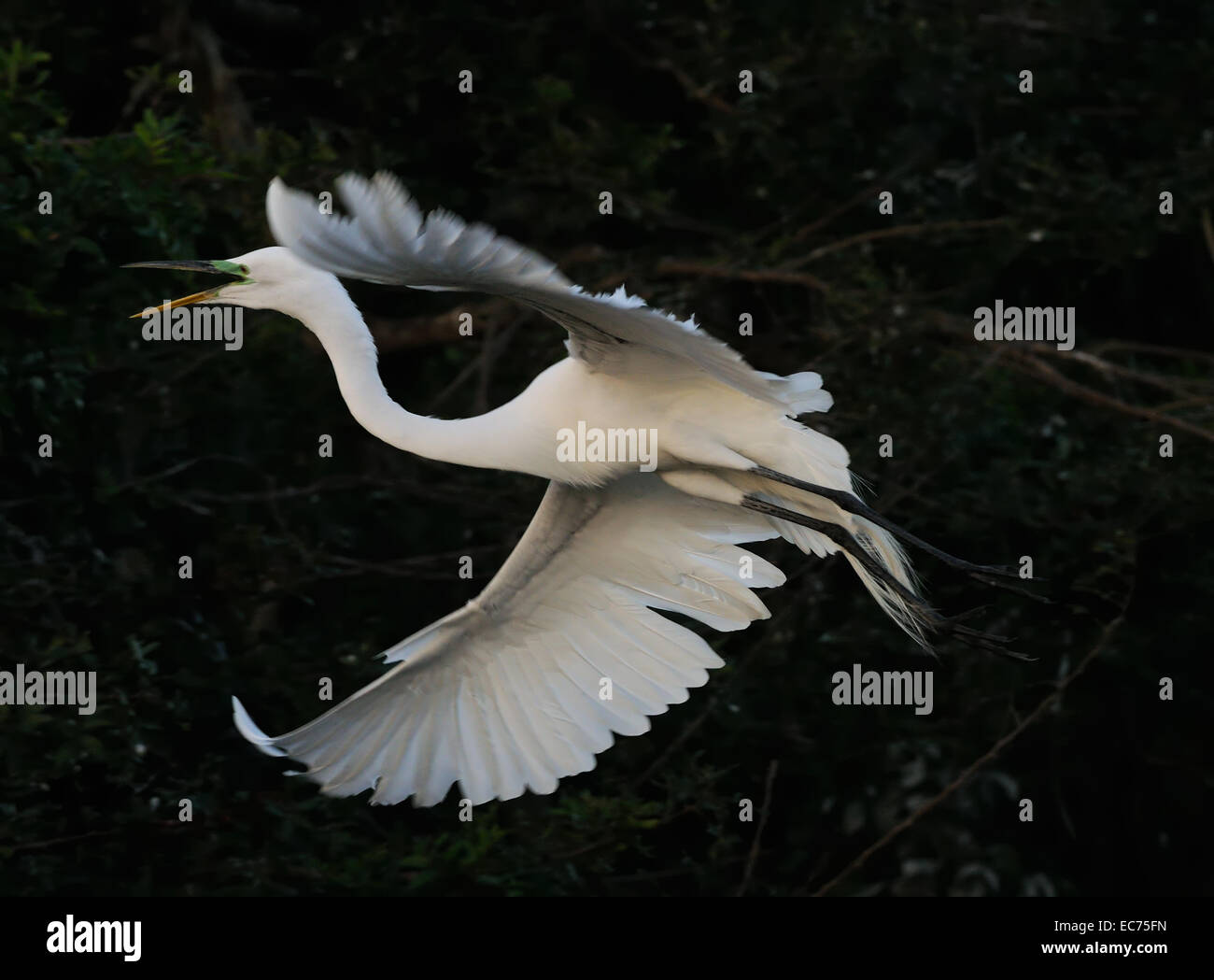 Gran Garceta Blanca Volando Sentado En La Vegetación De Gatorland Cerca
