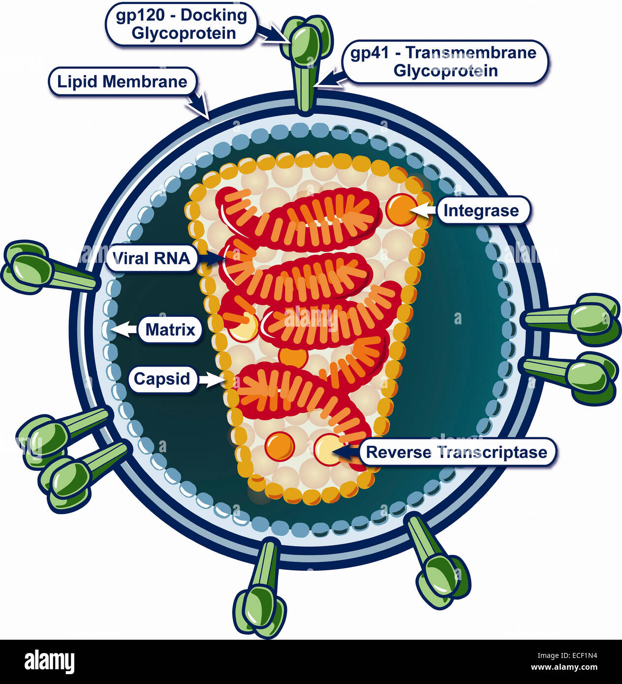 Estructura De La Enfermedad Del Vih