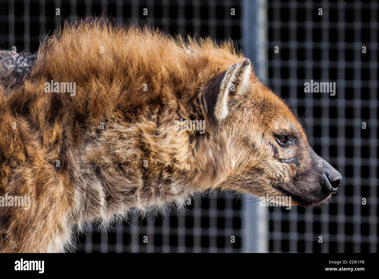 Puede Un Perro Vencer A Una Hiena