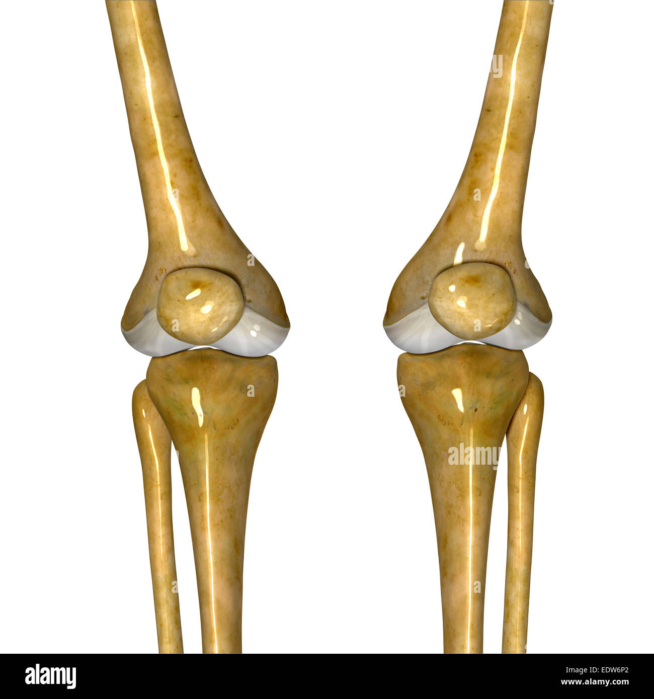 Anatomía Muscular De La Rodilla