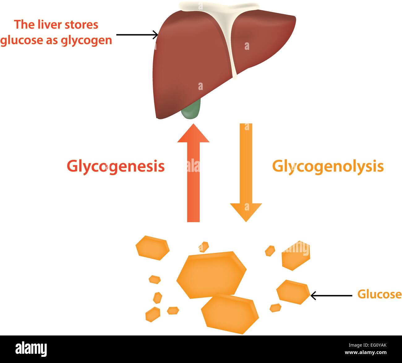 Diagrama De Glucogenólisis