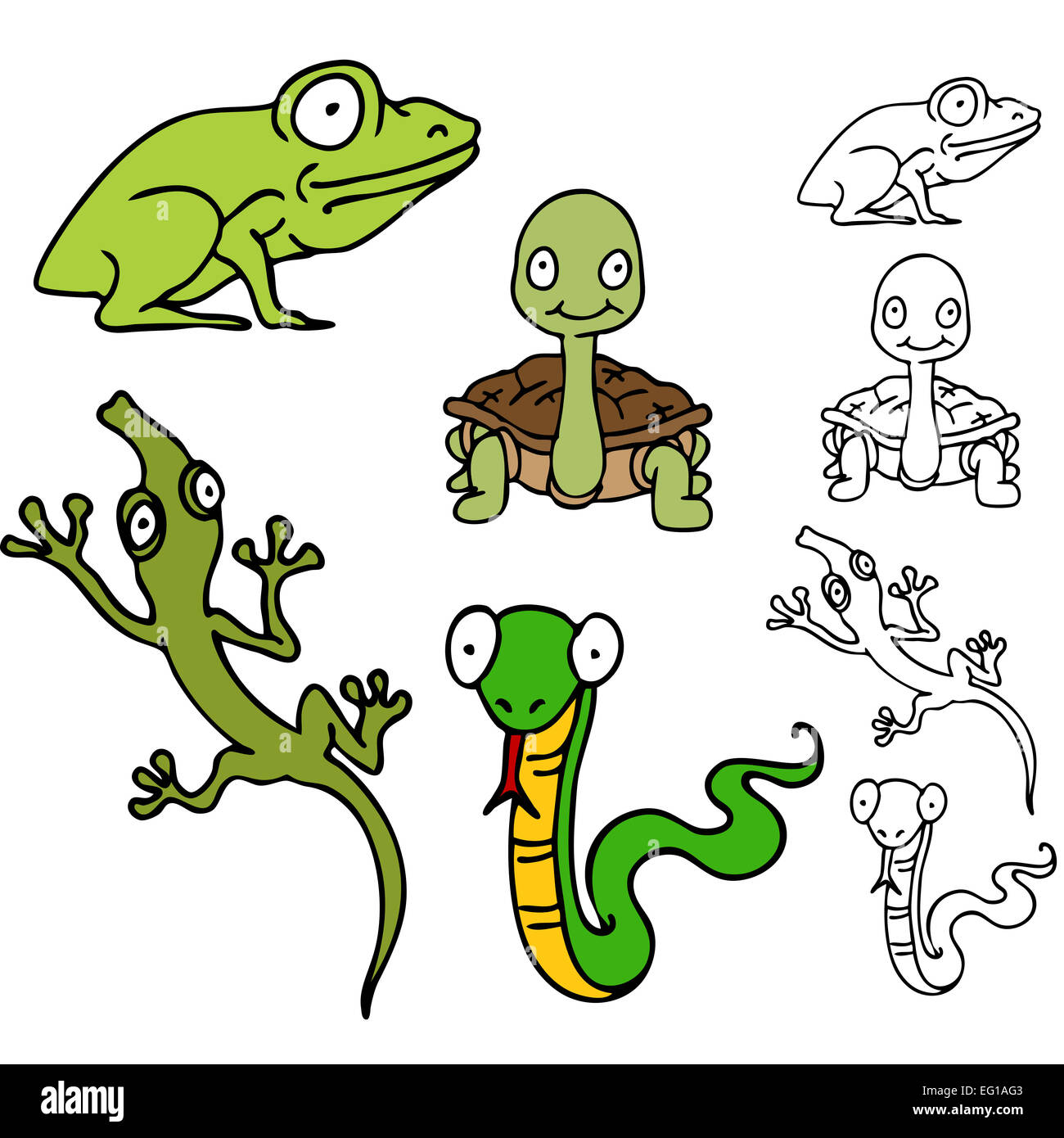 Rana Y Tortuga Combinadas