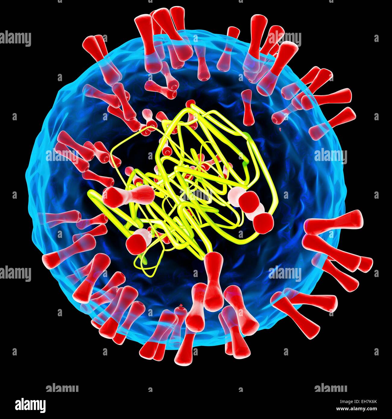 Genital Herpes Causes Hsv 1 And Hsv 2 51 Off