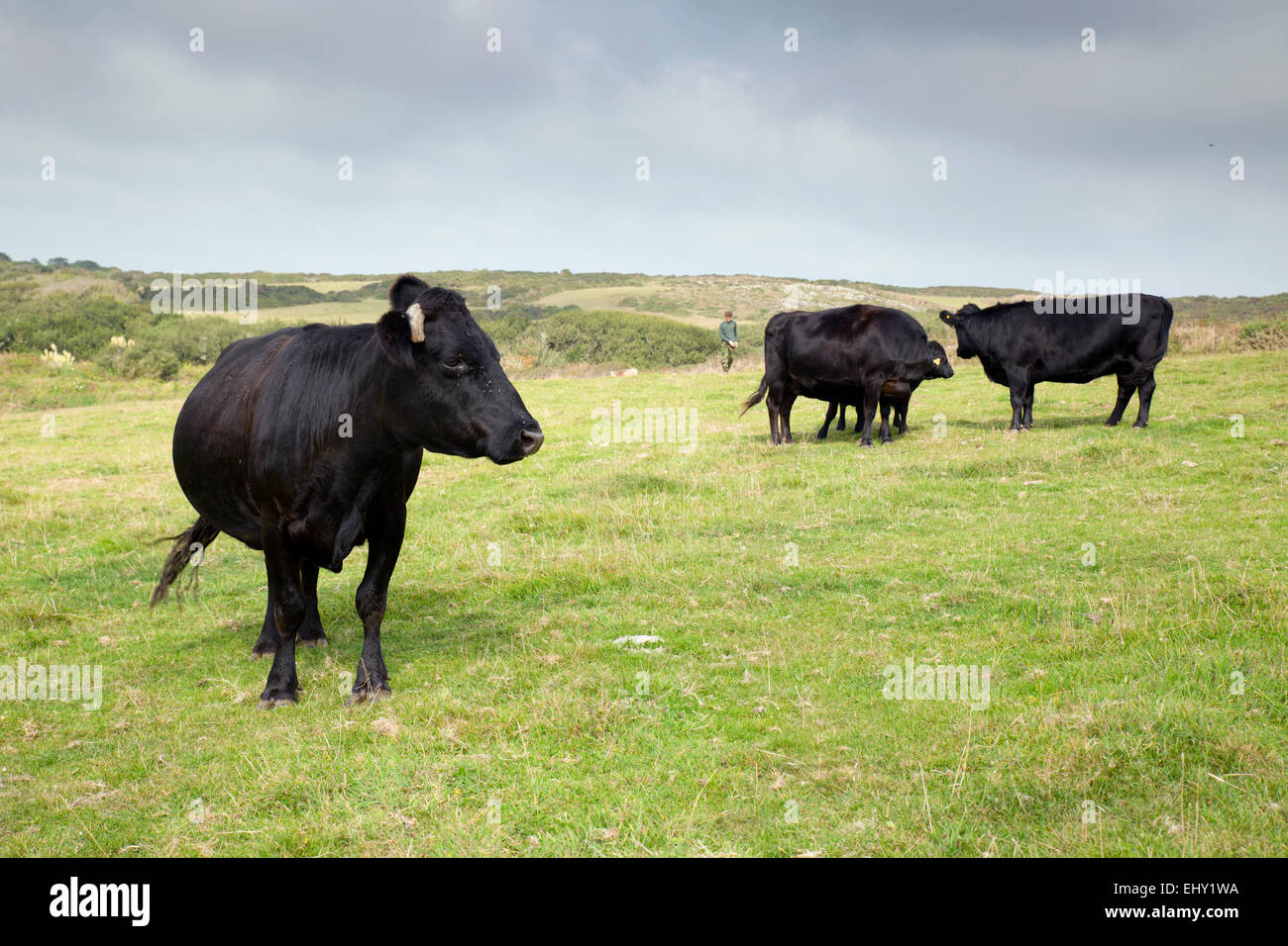 Rebaño De Ganado Dexter