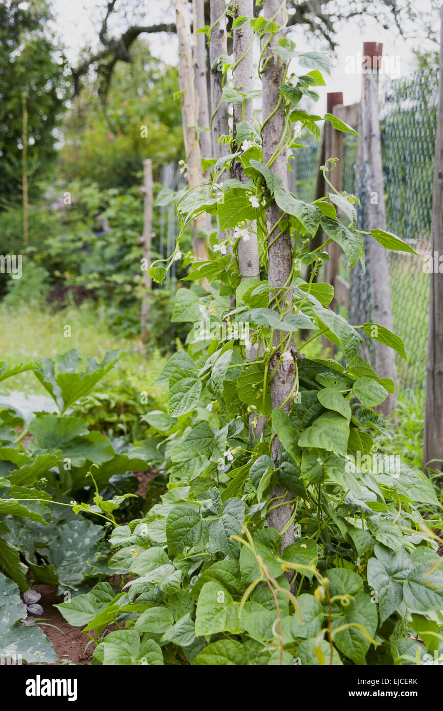 Frijol Romano Phaseolus Vulgaris