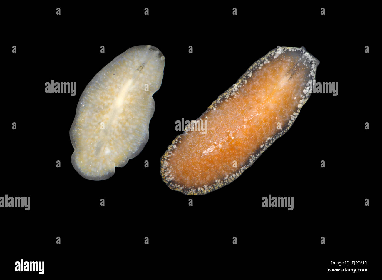 Ejemplos De Platelmintos