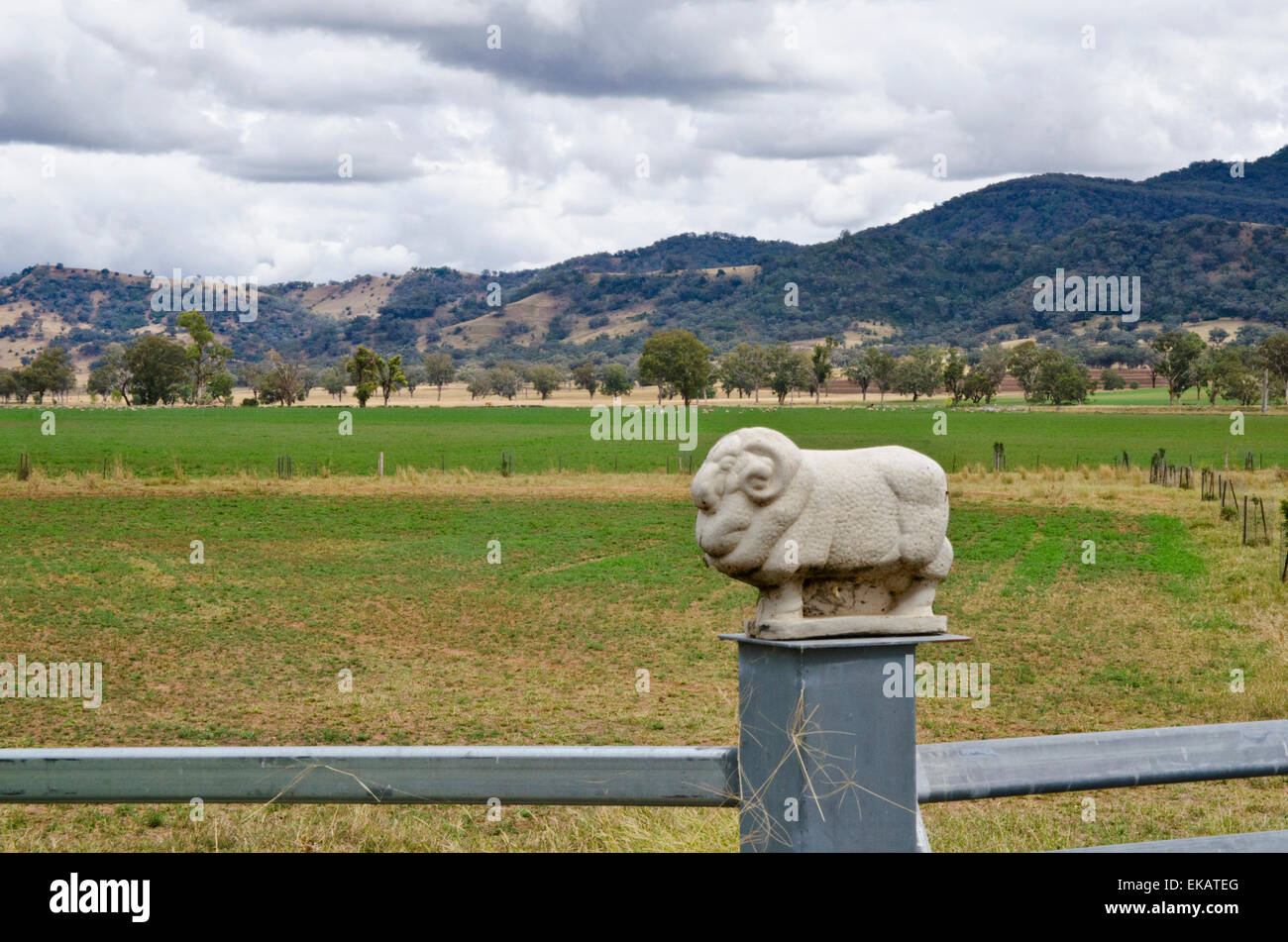 Merino ram australia fotografías e imágenes de alta resolución - Alamy