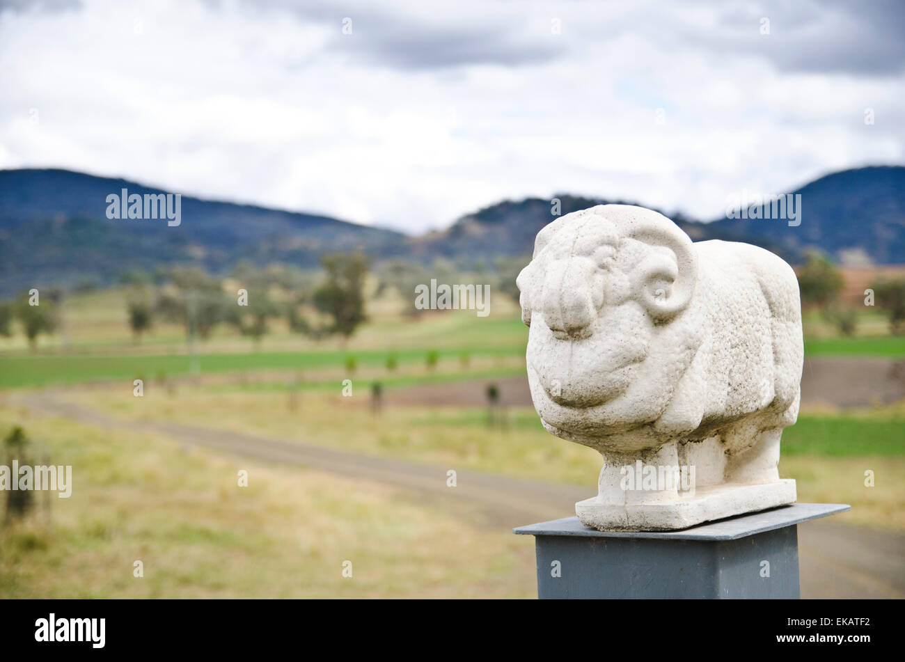 Merino ram australia fotografías e imágenes de alta resolución - Alamy