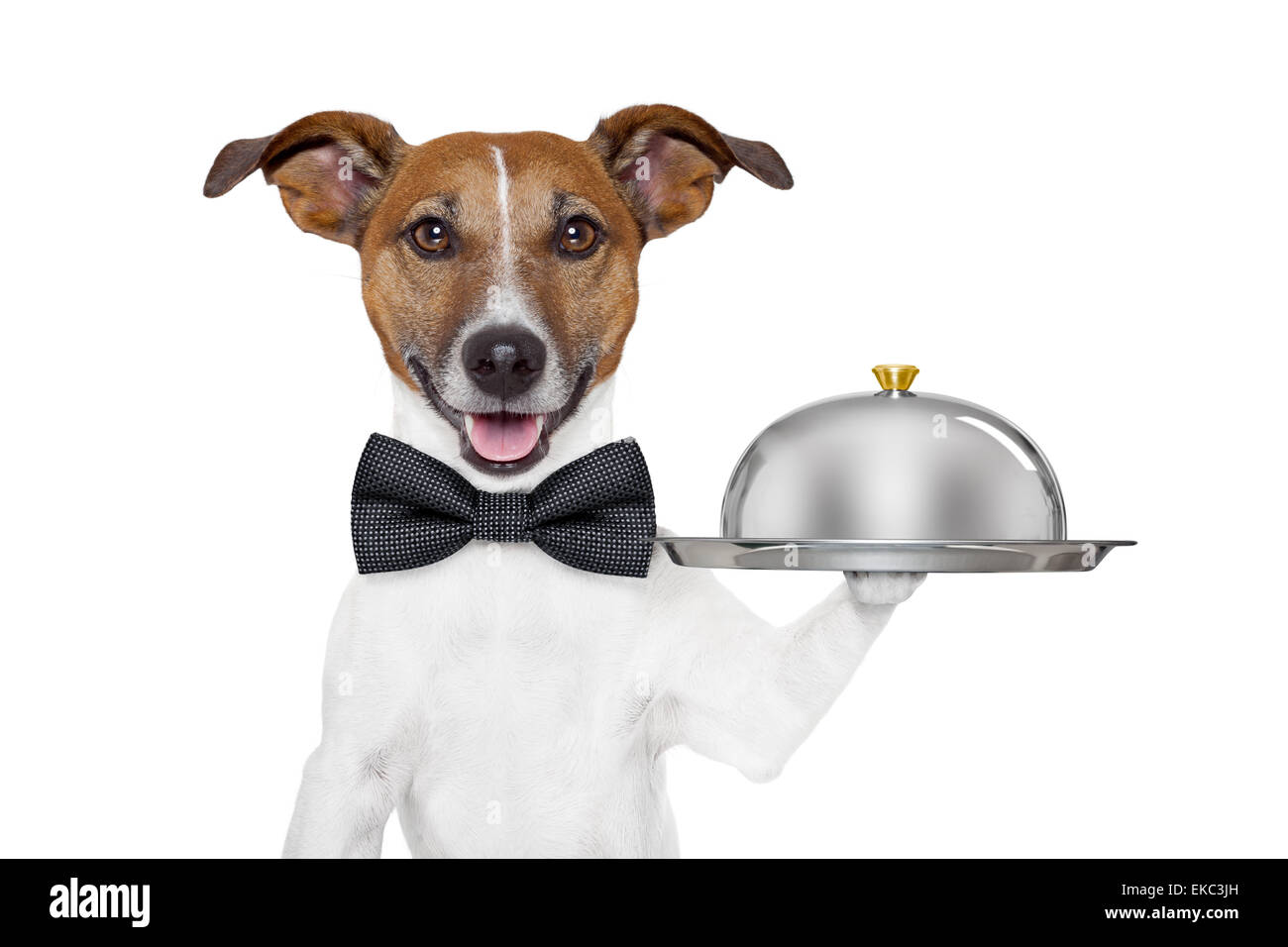 Se Permiten Perros De Servicio En Los Restaurantes De Texas