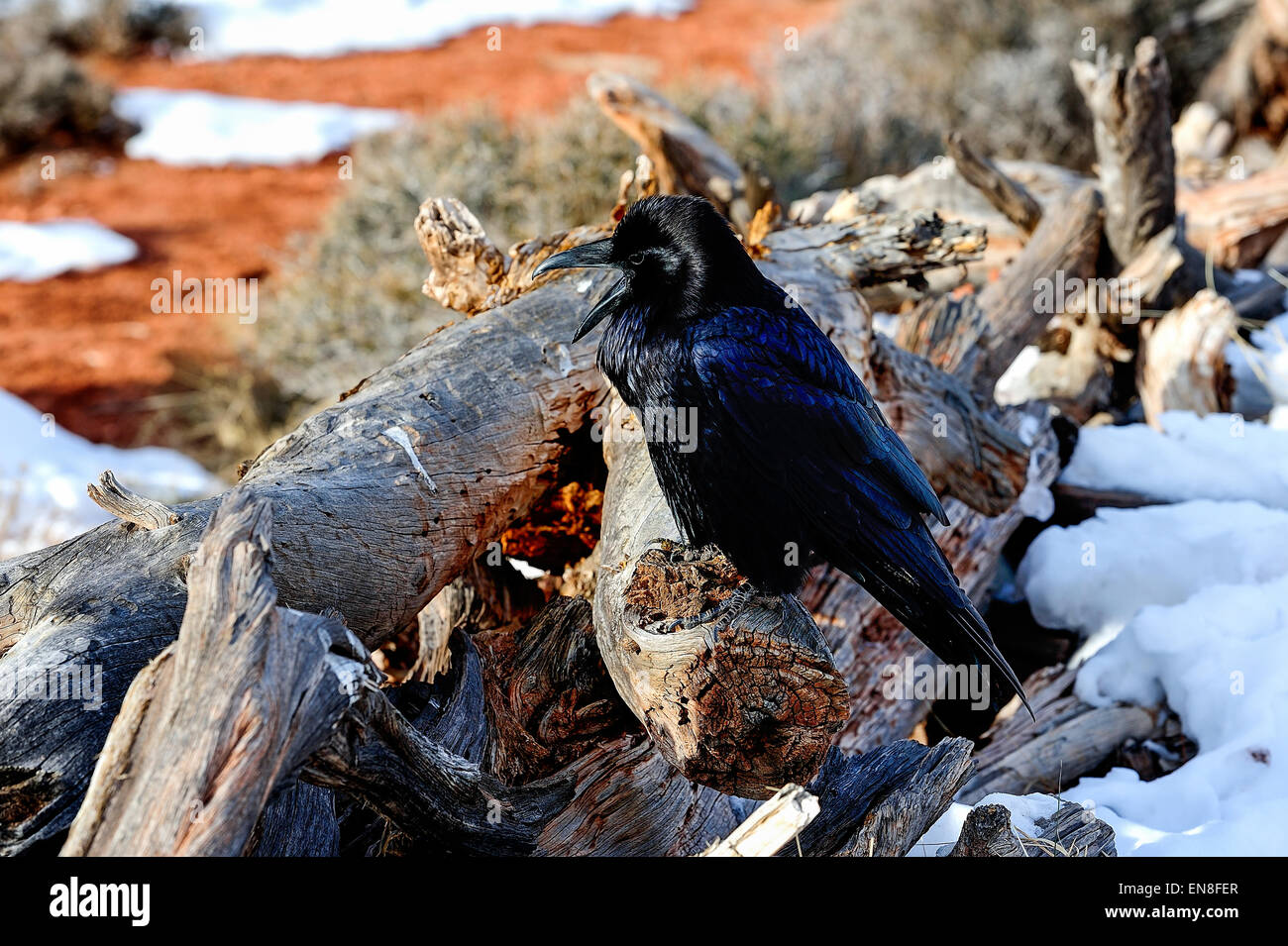 Pluma en factura fotografías e imágenes de alta resolución - Alamy
