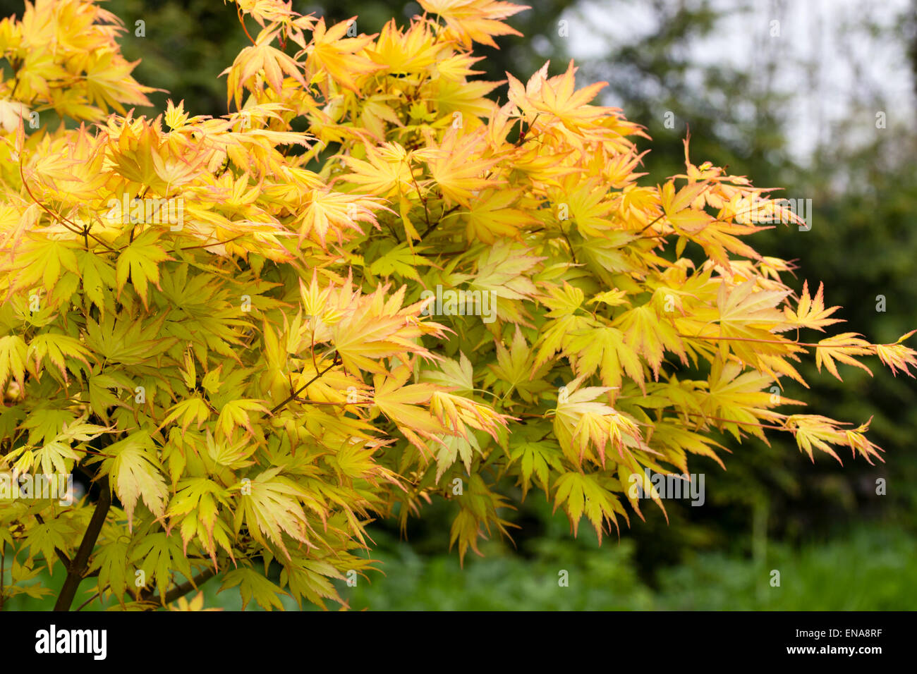 El follaje de primavera de la Japanese maple, Acer palmatum 'Orange ... El follaje de primavera de la Japanese maple, Acer palmatum 'Orange ...