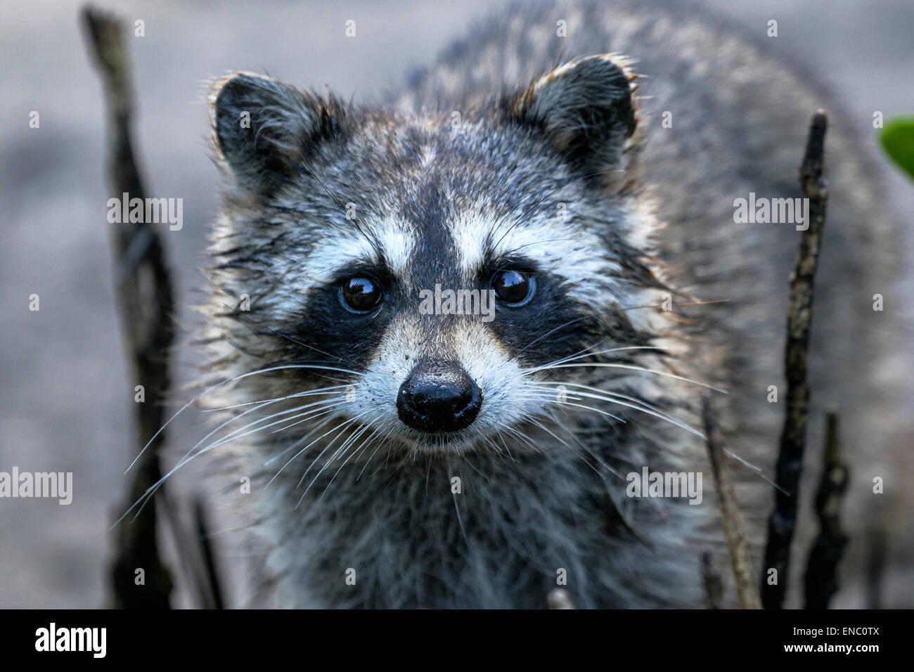 Mapache Melanístico