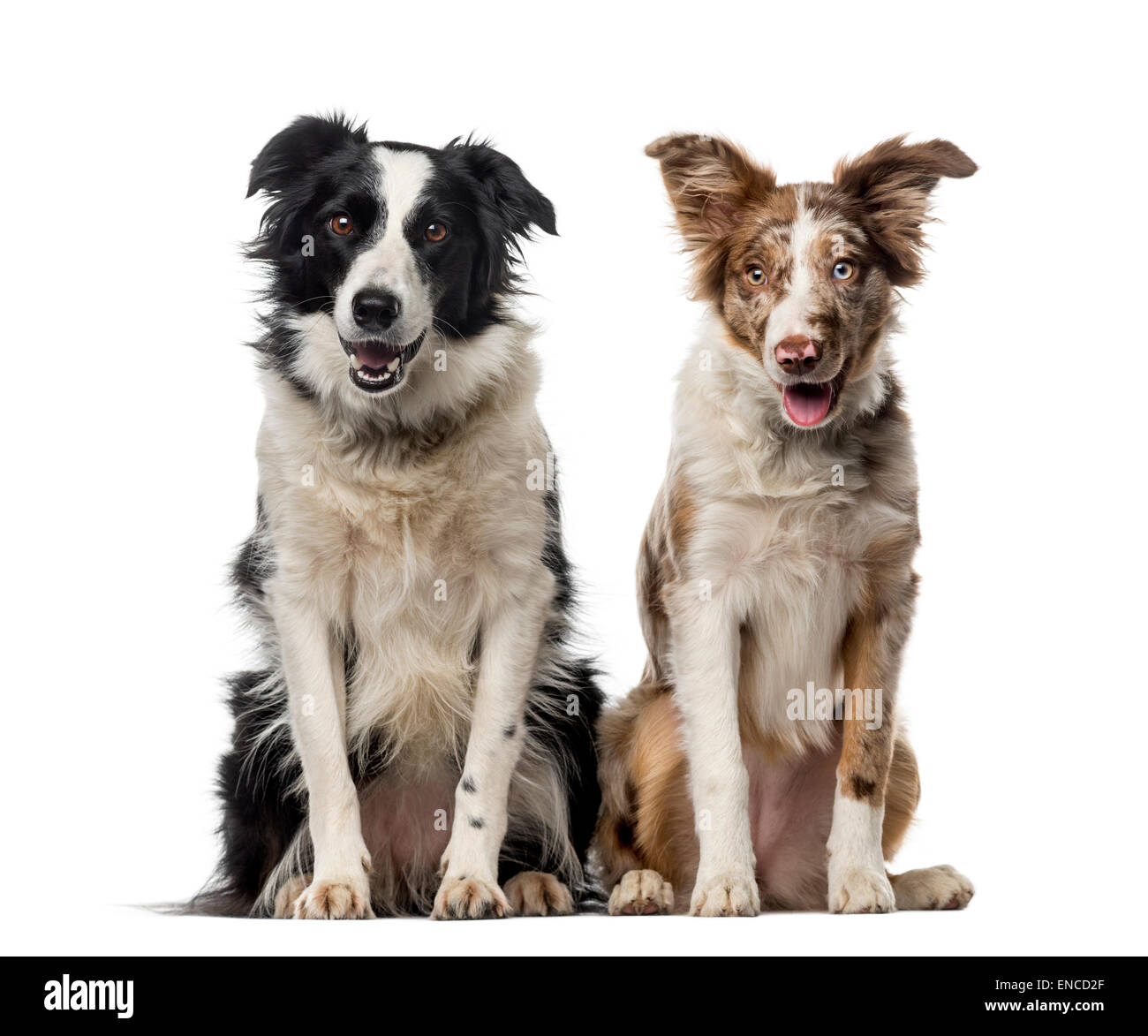 Son Border Collies Leales A Una Sola Persona