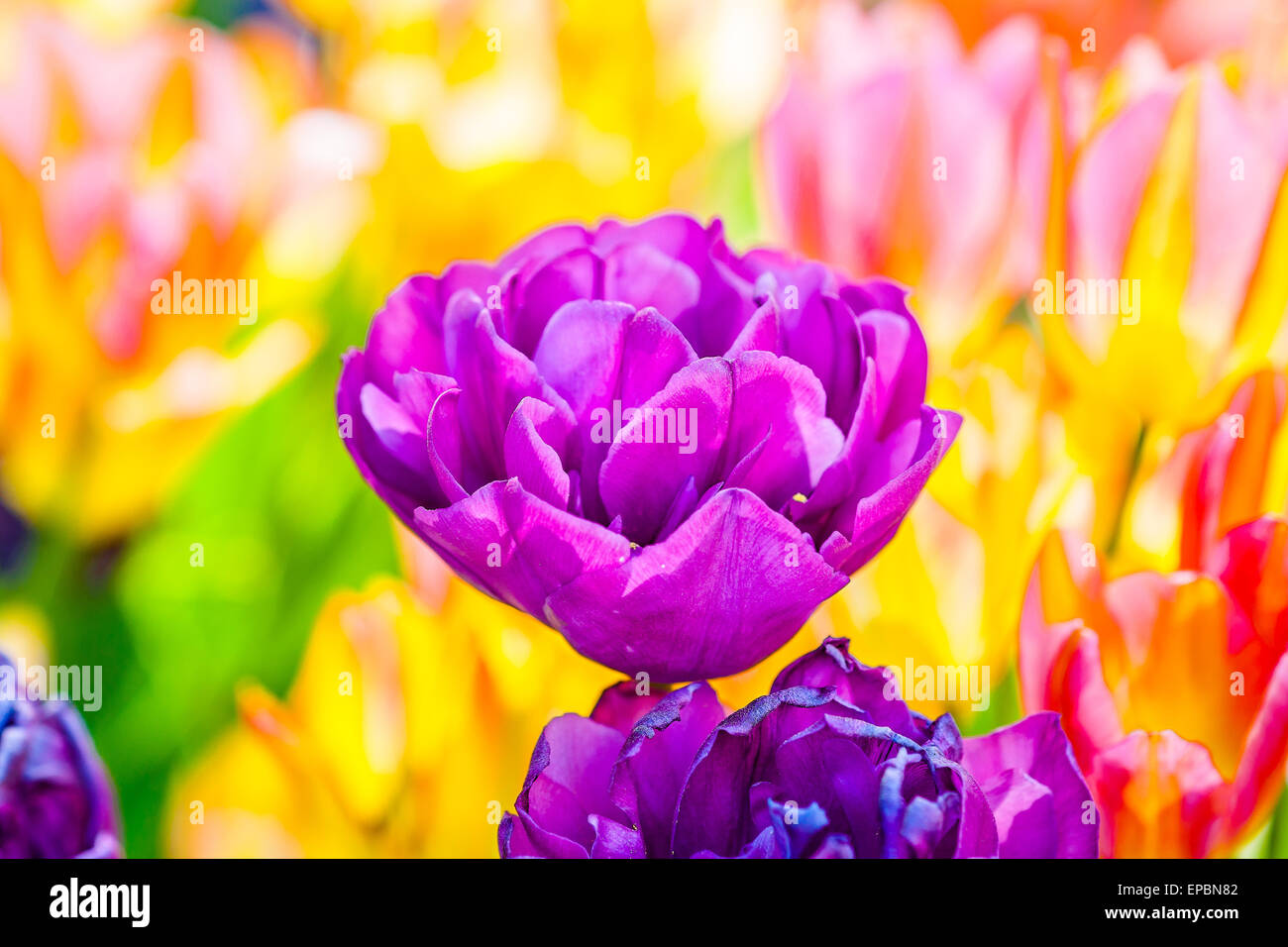 Flores De Colores Brillantes Naturales