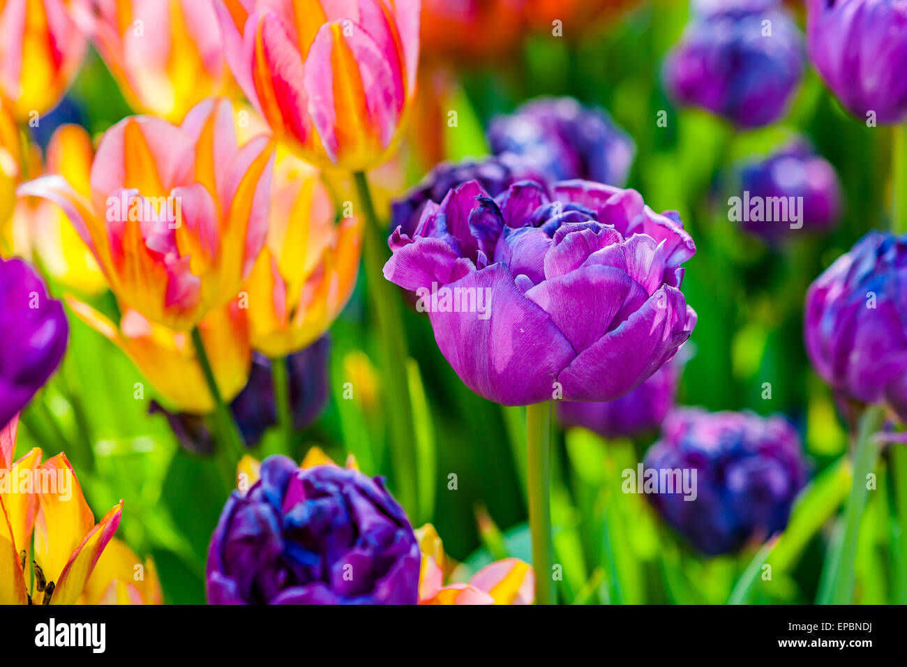Flores De Colores Brillantes Naturales
