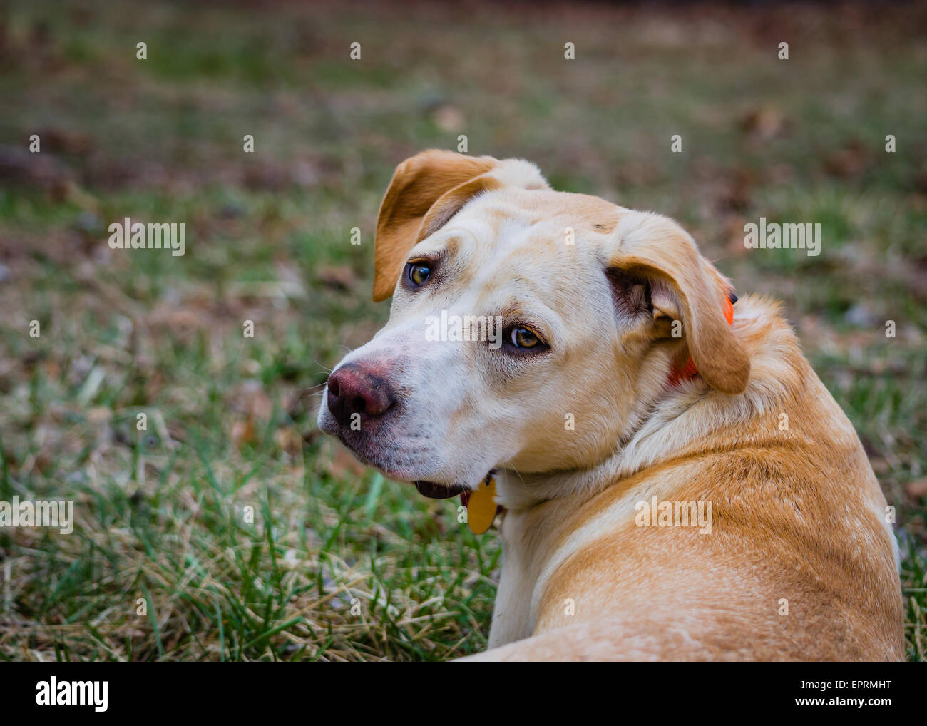 Una Raza De Perro Amarillo