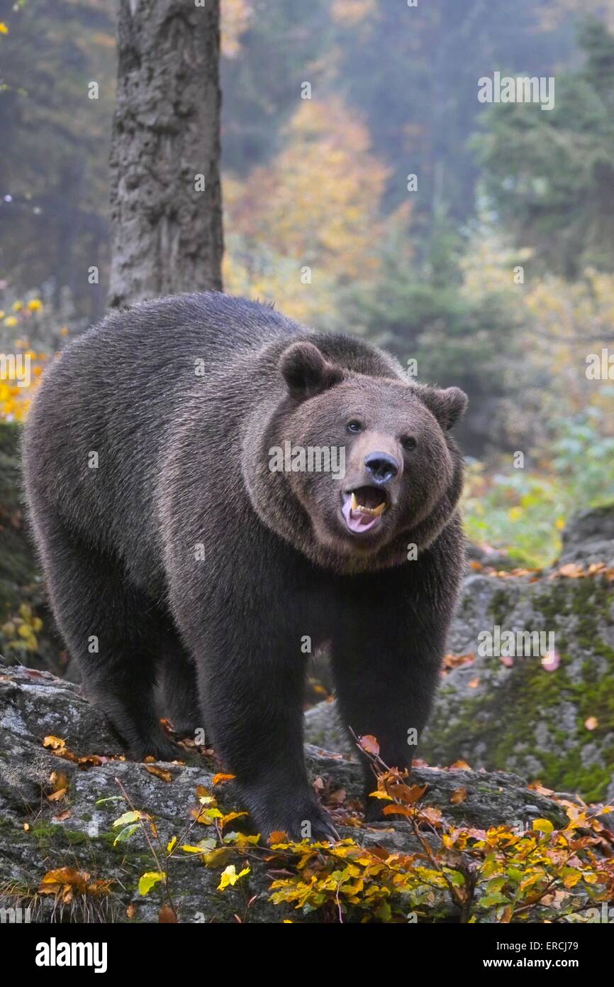 Dibujo De Rugido De Oso Grizzly