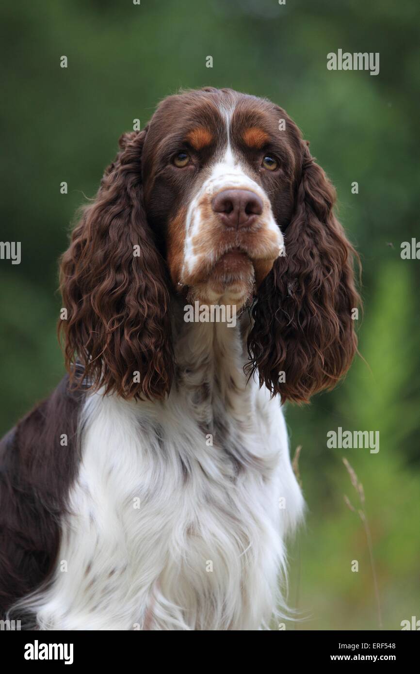 Es Un Springer Spaniel Un Buen Perro De Familia
