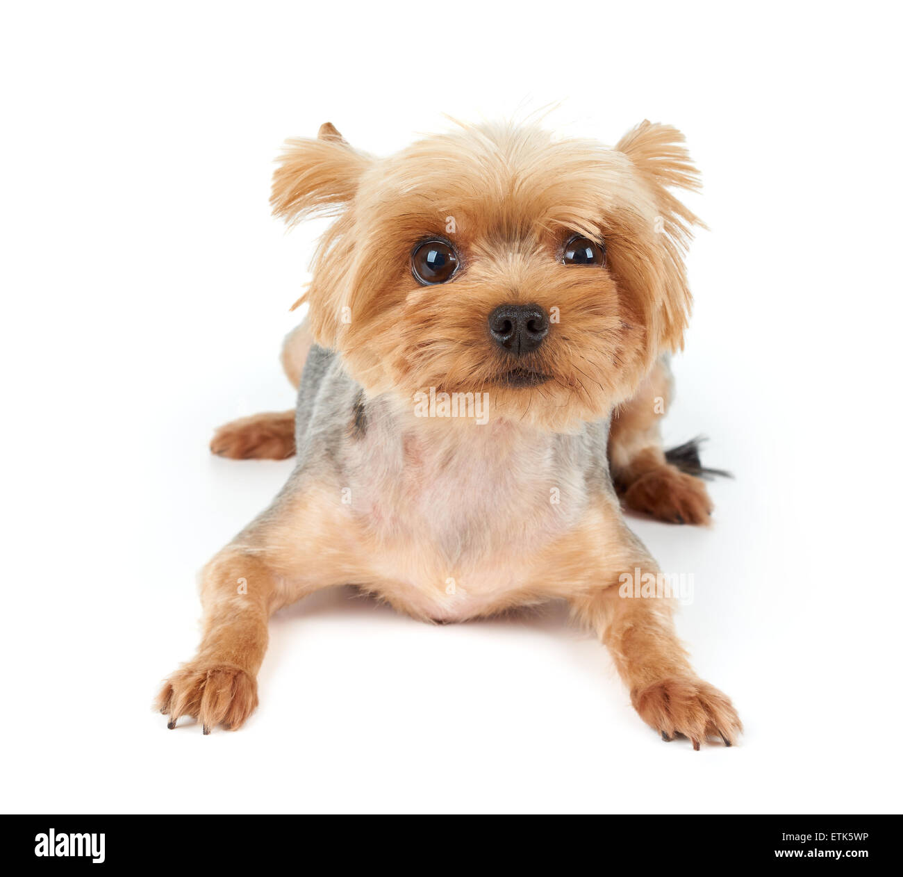De Que Color Son Los Ojos De Los Yorkies