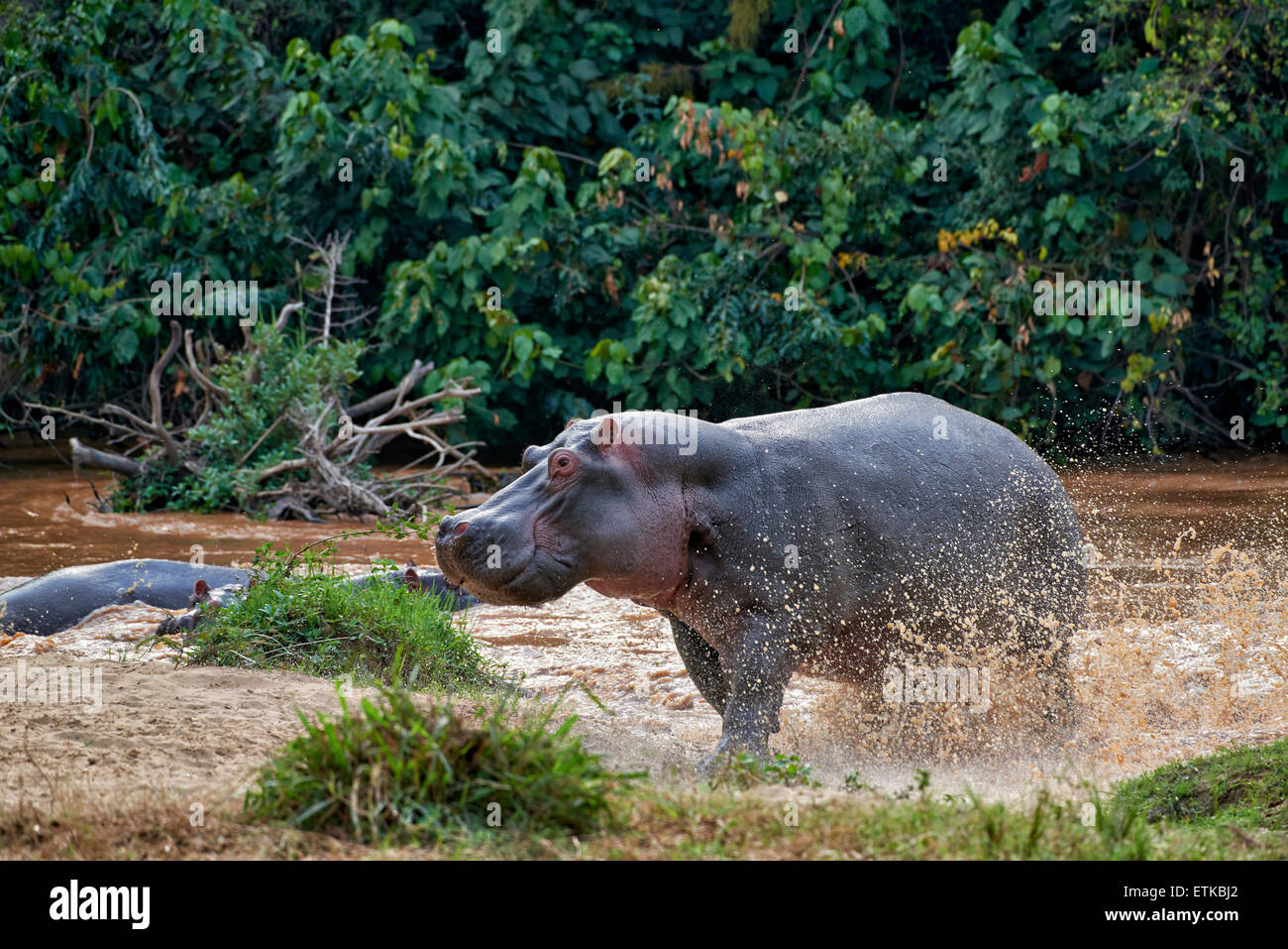 Hipopótamos Hippopotamus Amphibius Ishasha Sector El Parque Nacional