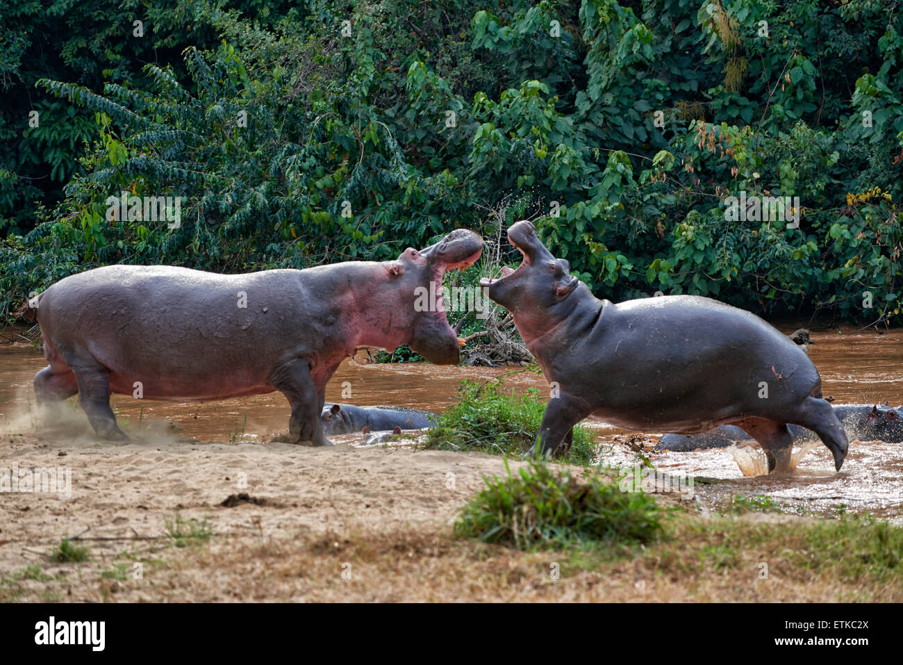 Los Combates Hipopótamo Hippopotamus Amphibius Ishasha Sector El