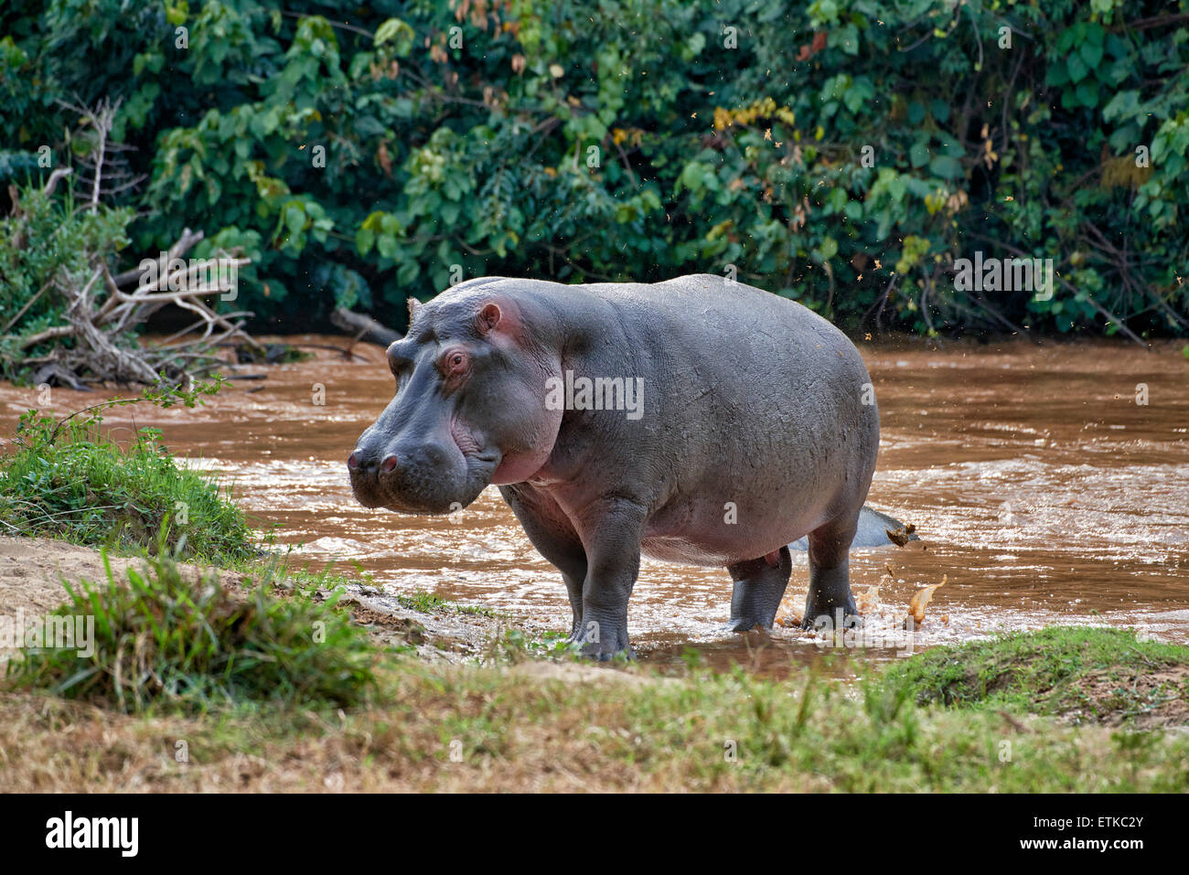 Hipopótamos Hippopotamus Amphibius Ishasha Sector El Parque Nacional