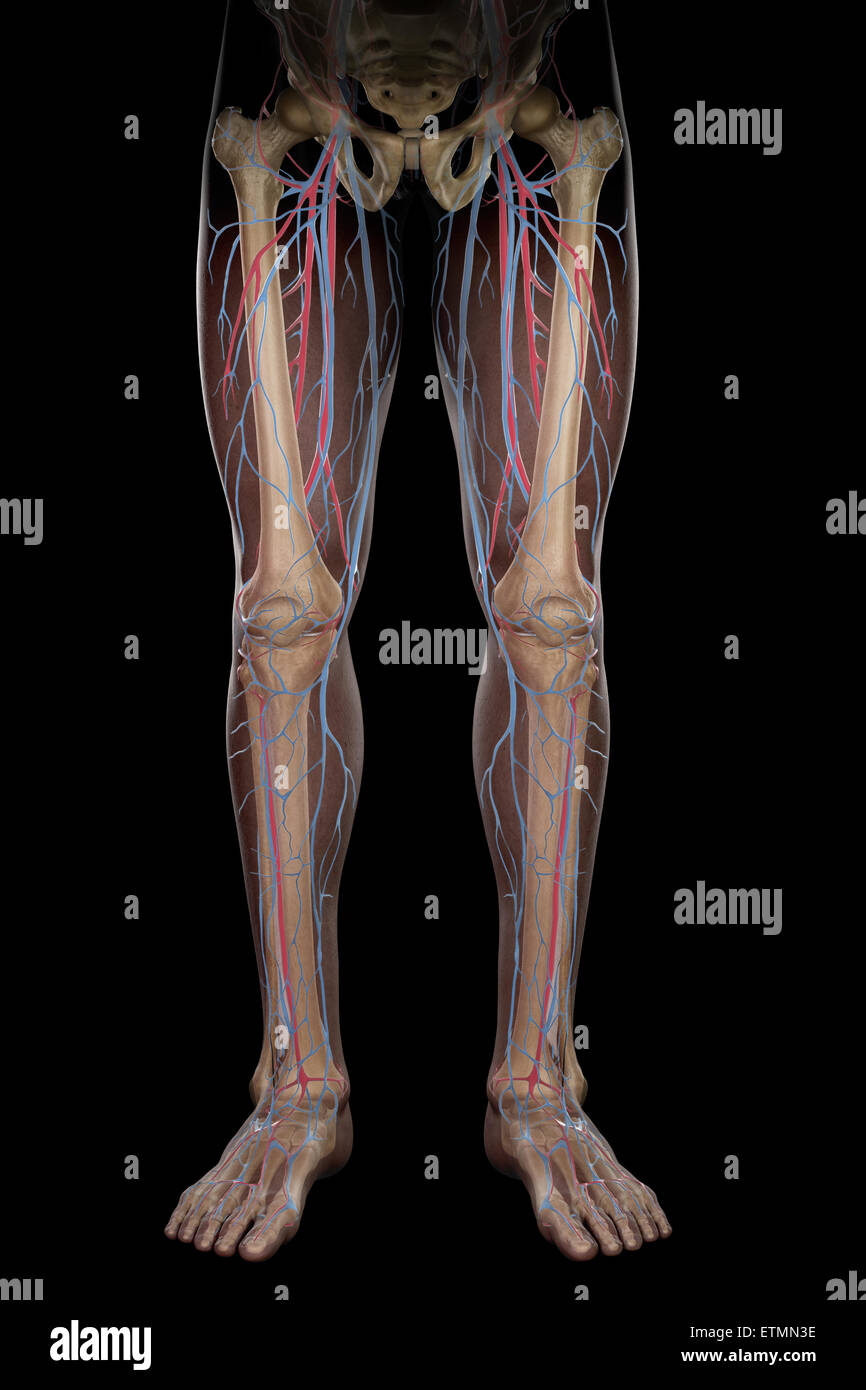 Vena Femoral Vena Safena