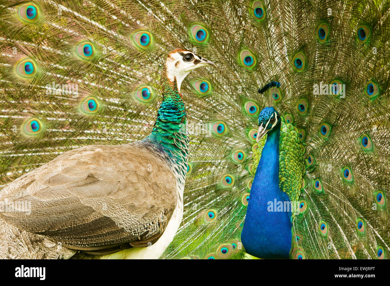 Pavo Real Macho Y Hembra Fotografías E Imágenes De Alta Resolución Alamy