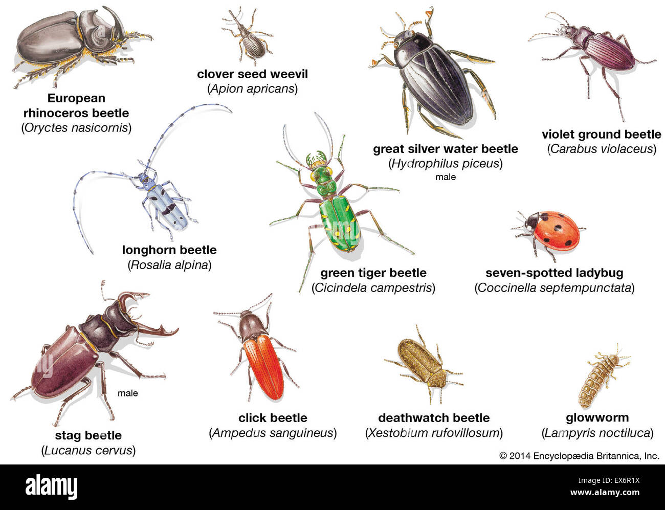 Tipos De Escarabajos