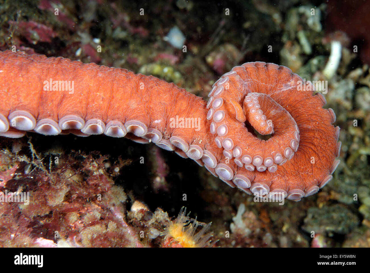 Pulpo Gigante Del Pacifico
