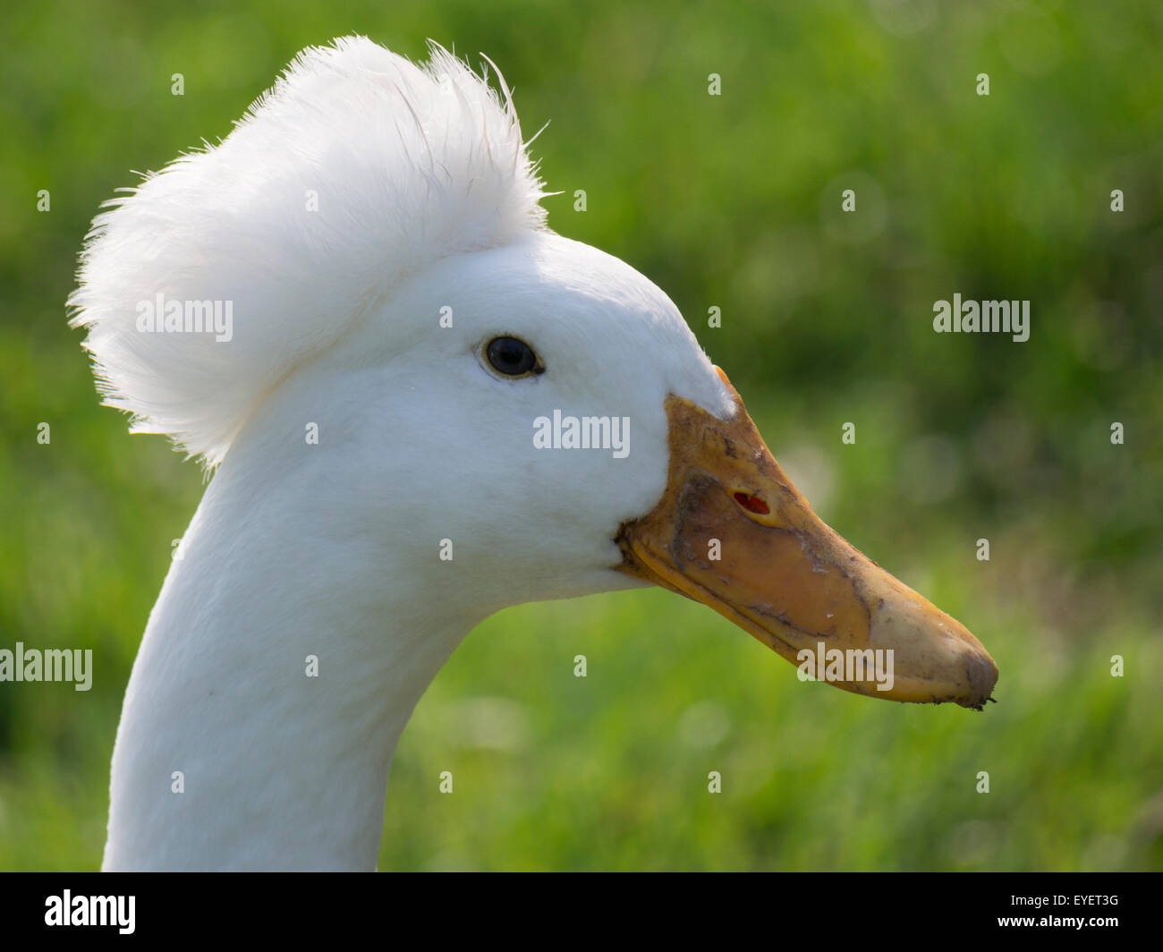 Pato crestado doméstico fotografías e imágenes de alta resolución - Alamy