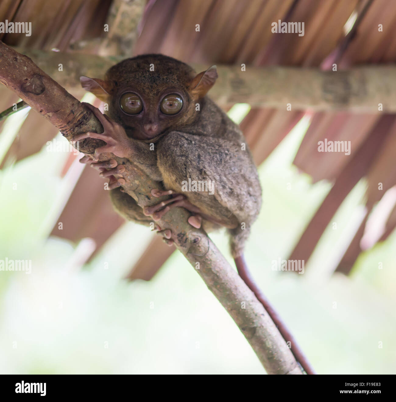 Caracteristicas Fisicas De Un Tarsero