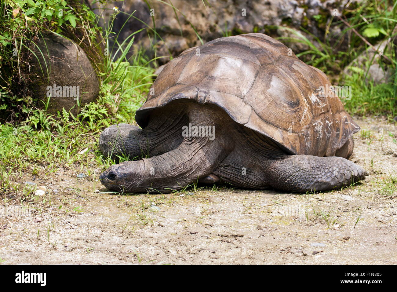 Tortuga Aldabra Adulta
