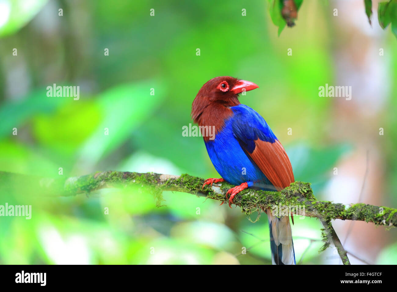Pluma de urraca fotografías e imágenes de alta resolución - Alamy