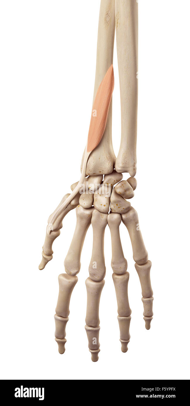 Músculo Extensor Corto del Pulgar