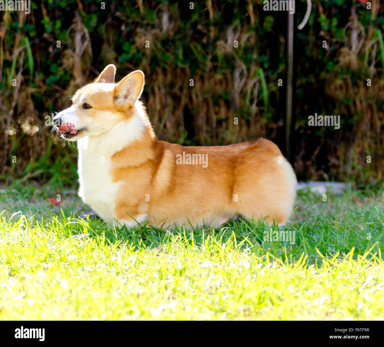 Son Buenos Perros Pembroke Welsh Corgis