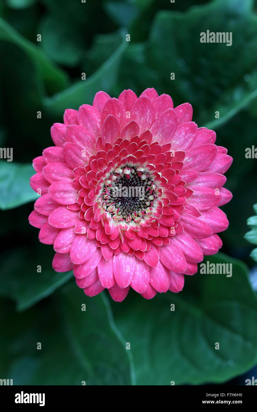 Gerberas Completamente Abiertas Fotografías E Imágenes De Alta